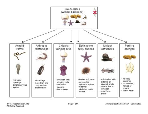 Diagram Stroke Classification Diagram Mydiagramonline