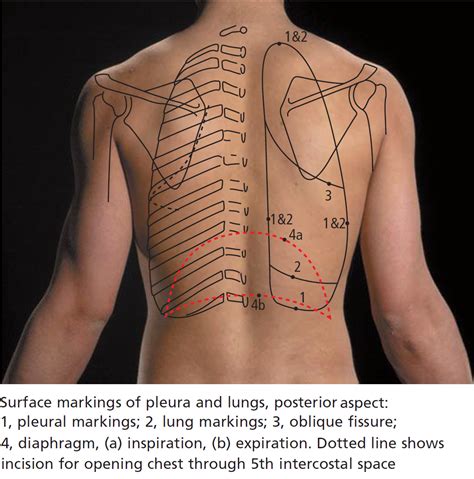 Surface Anatomy Of Ribs 1 Pratt Lung Surface Anatomy Flashcards