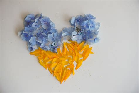 흰색 배경에 노란색과 파란색 꽃잎과 꽃으로 만든 심장 모양의 우크라이나 국기 노랑에 대한 스톡 사진 및 기타 이미지 노랑