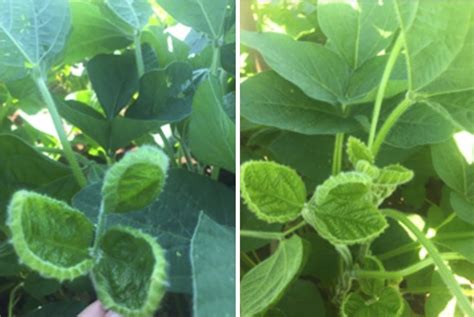 Evaluating Methods And Factors That Affect Dicamba Volatility