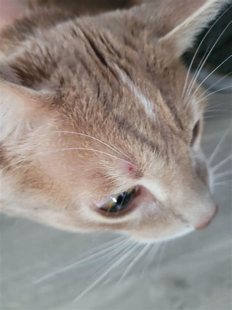 Sudden Red Spot Above Cats Eye What Could It Be Rcats