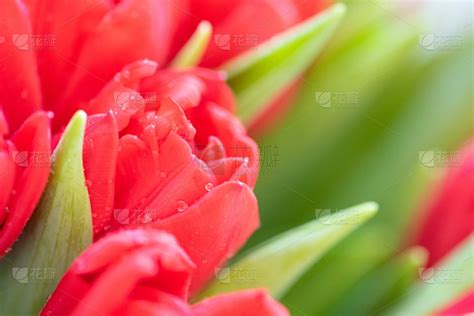 郁金香情人节生日红色母亲节露水概念特写湿事件