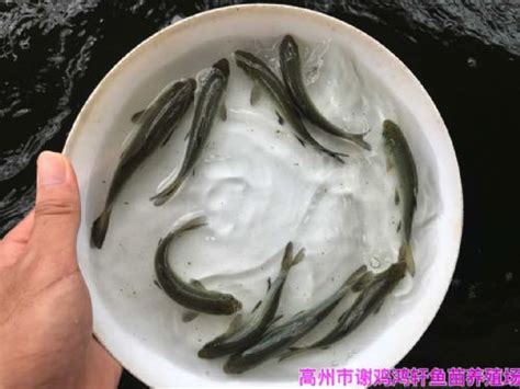 贵州遵义螺丝青鱼苗批发贵州贵阳螺狮青鱼苗出售