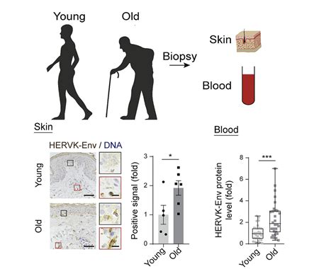 Resurrection Of Endogenous Retroviruses During
