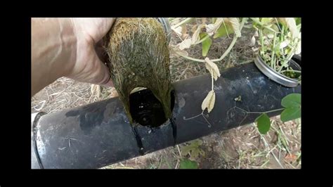 Pythium Attack In The Peas Youtube