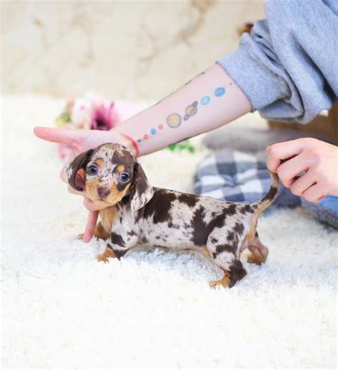 닥스훈트 분양 강아지분양 애견분양 서리펫