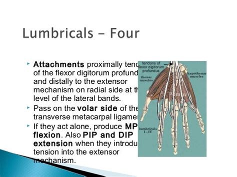 Extensor Apparatus Hand