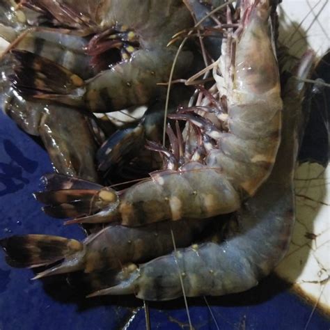 Jual Udang Tiger Kecil Size 45 50 E Kg Kota Depok Distributor