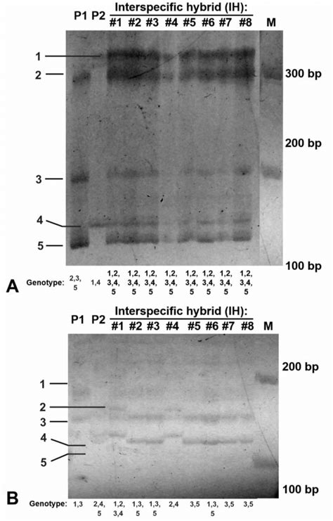 Electropherogram Of Dna Amplification Result Of Eight F1 Individuals