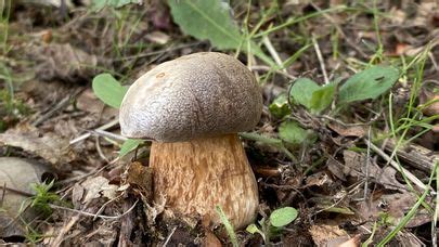 Boletus Aereus The Ultimate Mushroom Guide