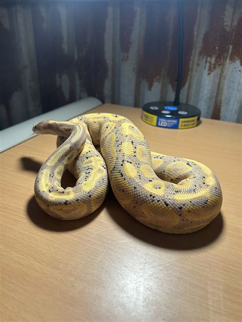 Going Off Food After Breeding Ball Pythons Morphmarket Reptile