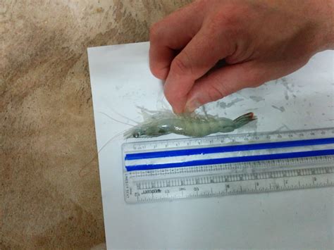 Pico Counter Vaki Vakiiceland