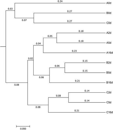Hierarchical Clustering With Unweighted Unifrac Upgma Clustering