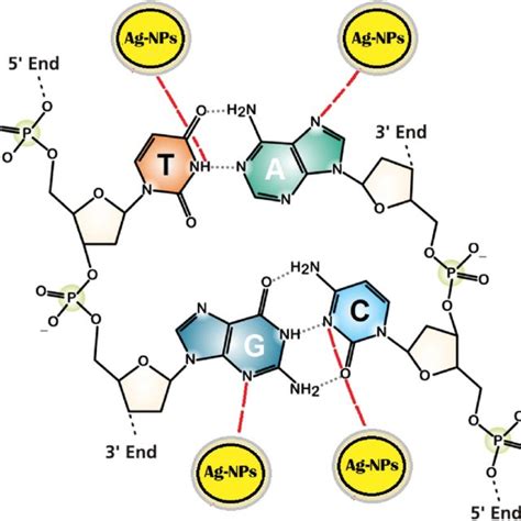 Possible Binding Site For Ac Agnps In The Ct Dna Download Scientific