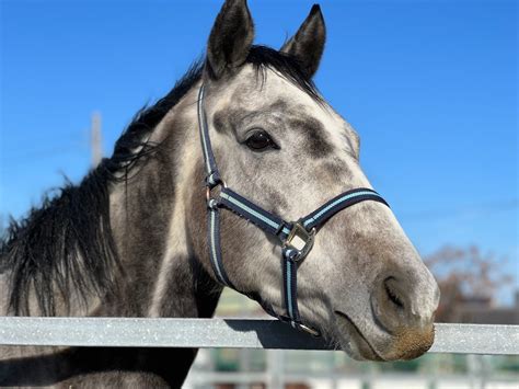 【乗用馬として再就職、頑張る元競走馬の特集】アイルランド生まれの元競走馬、サトノグリアン号を紹介！ スポーツマニア