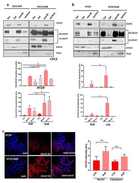 Cancers Free Full Text Cd147 Promotes Cell Small Extracellular