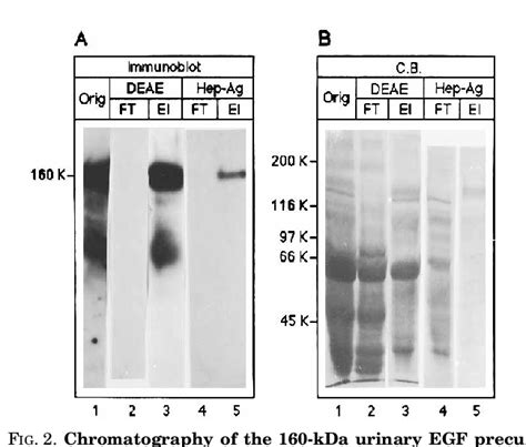 Figure 1 From The Human Urinary Epidermal Growth Factor Egf Precursor