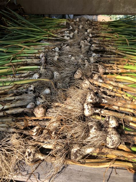 Allium Fields Gardening And Composting Advice In Greater Boston