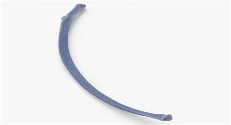 3d Model Kangaroo Red Necked Wallaby Rib T10 Turbosquid 2069492