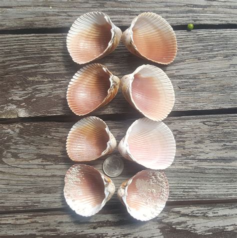 Cockle Shells Small Per 8 Florida Gulf Coast Bulk Etsy