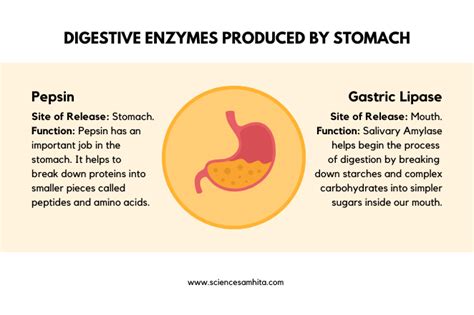 12 Key Digestive Enzymes Present In Human Digestive System Science