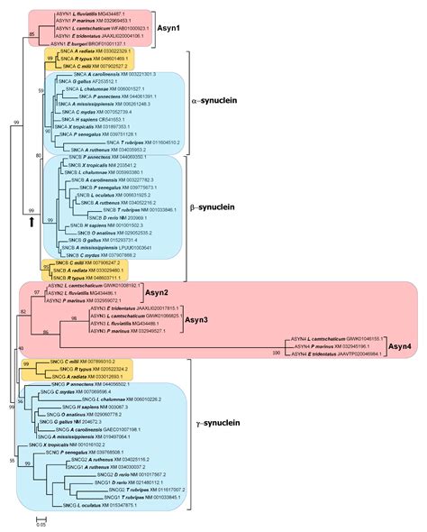 Biology Free Full Text Emergence Of The Synucleins