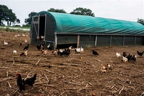 Countryfree Range Chicken Farming Project Report Business Plan