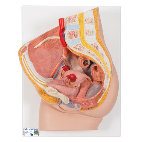 Female Pelvis Model In Median Section 2 Part 3b Smart Anatomy