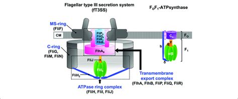 Schematic Diagrams Of The Flagellar Type Iii Export Apparatus And F O