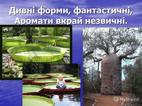 Презентация на тему Південна Америка Най най най дивовижний