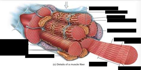 Skeletal Muscle Tissue Label Diagram Quizlet