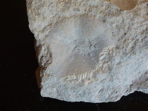 Echinoid Members Gallery The Fossil Forum