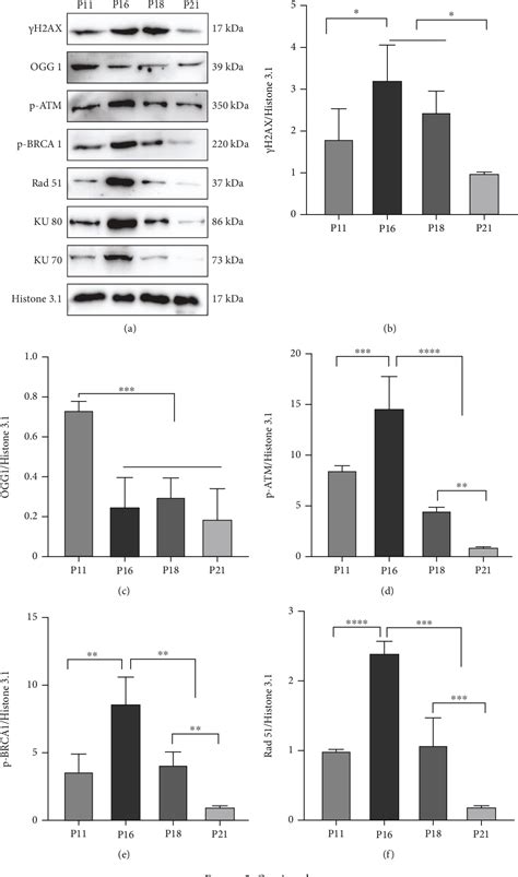 Figure 5 From Intrinsic Ros Drive Hair Follicle Cycle Progression By
