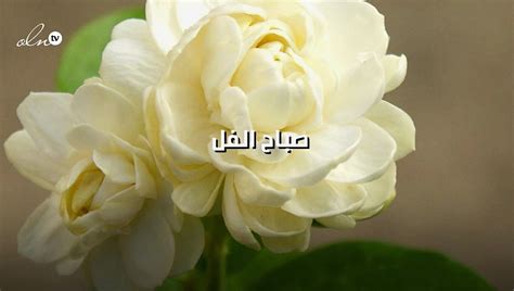 صباح الفل فيديو Dailymotion