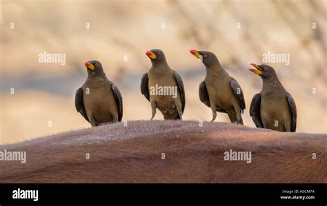 Four Yellow Billed Oxpeckers Survey The Landscape From Their Perch On