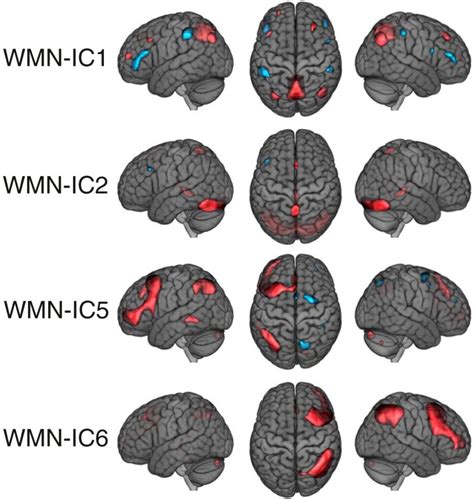 Identification Of Two Distinct Working Memory Related Brain Networks In Healthy Young Adults