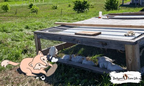 Keep Predators From Digging Under Chicken Coop Aprons And Deterrents