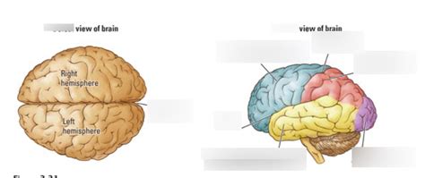 Cerebral Cortex Diagram Quizlet