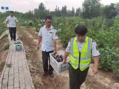 冀州南收费站职工菜园喜获丰收 运营聚焦