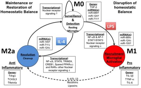 At The M0 State Top Resting Microglia Function In A Surveillance