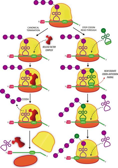 Stop Codon Read Through High Translation Fidelity Ensures Stop Codon