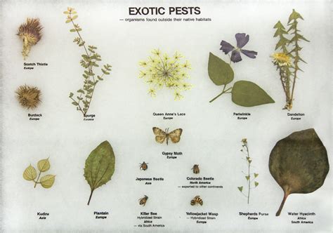 Invasive Species Exotic Pests Display Specimens