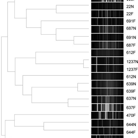Smai Pfge Dendrogram Comparing Pairs Of Mrsa Strains Isolated From The