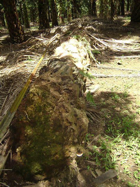 Mengenal Pathogen Ganoderma Pada Kelapa Sawit Volume Iii Mitra