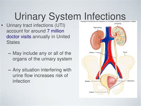Ppt Genitourinary Infections Powerpoint Presentation Free Download
