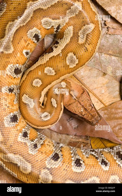 Malaysian Blood Python Python Curtus Brongersmai Hi Res Stock Photography And Images Alamy