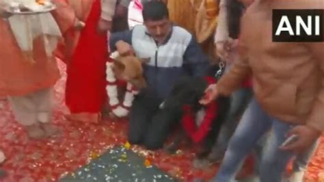 Dogs Get Married In Ups Aligarh Guests Dance And Enjoy Watch