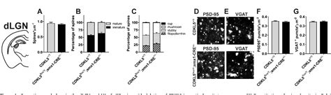 Figure 1 From Site Specific Abnormalities In The Visual System Of A Mouse Model Of Cdkl5