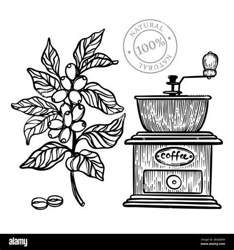 Coffee Bean Clip Art Black White
