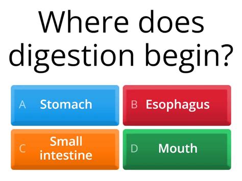 English Test Digestive System Quiz